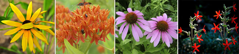 Native Plants – Wild Ones St Croix Oak Savanna